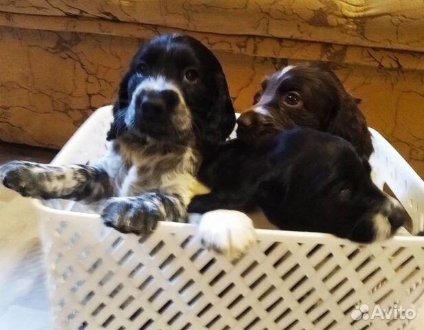 Русский спаниель собачьи детки