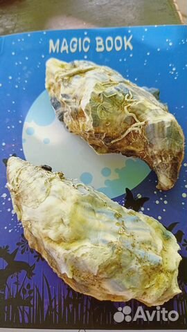 Ракушки для аквариума