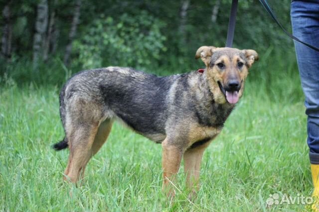 Собака Комета ищет дом и семью