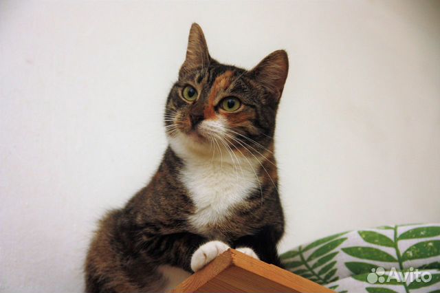 Кошечка Варя в дар в добрые руки бесплатно