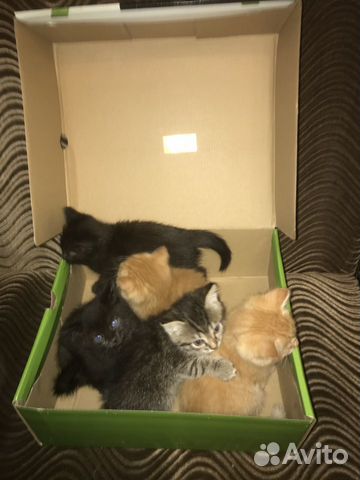 Котята обалденные