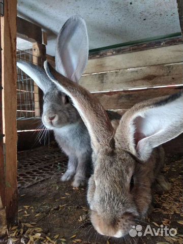Кролики Фландер