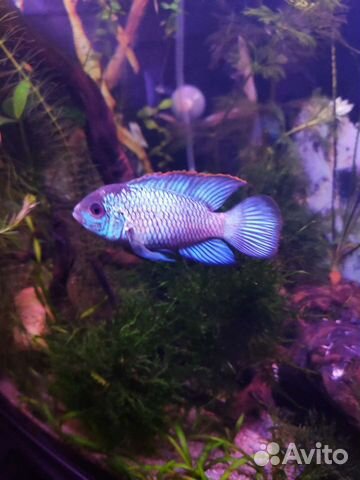 Наннакара неоновая