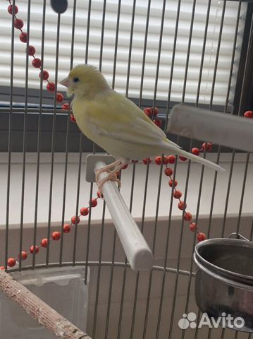 Отдам канарейку с клеткой