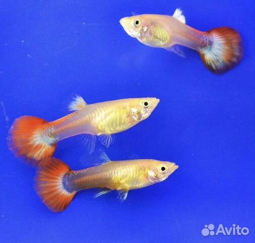 Аквариум и рыбки гуппи