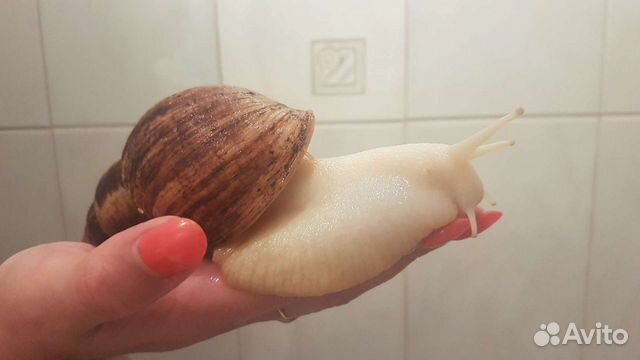 Крупная улитка ахатина