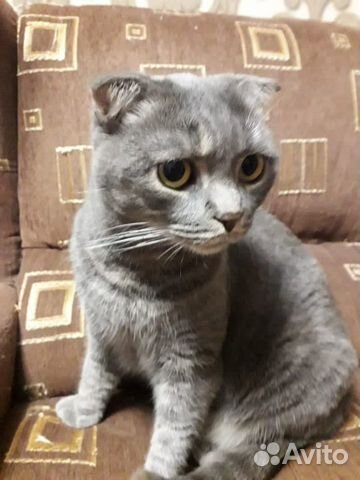 Шотландская