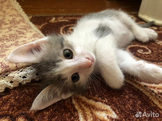 Котята в добрые руки бесплатно