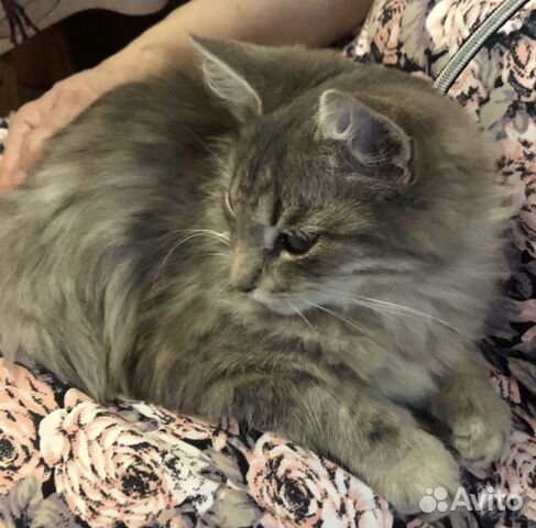 Котёнок