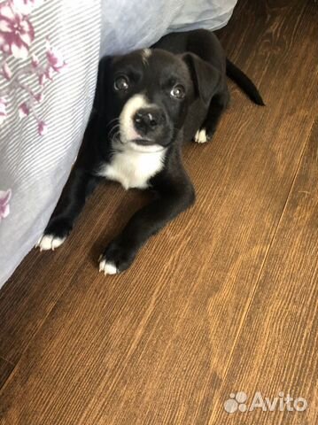 Щенок стаффорда