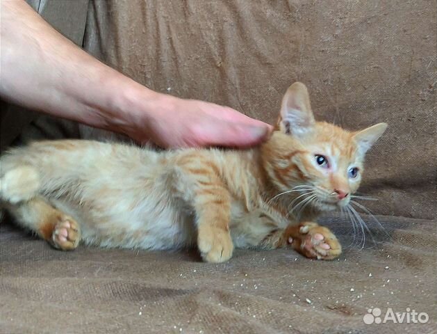 Рыжий котенок в добрые руки