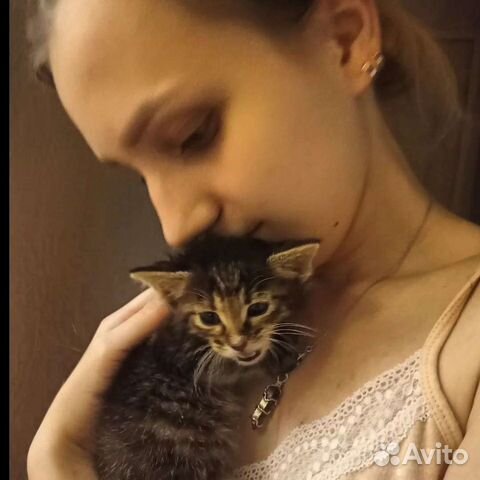 Котенок Симба ждёт когда его семья его найдет