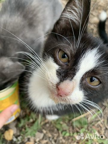 Ласковые котята в добрые руки
