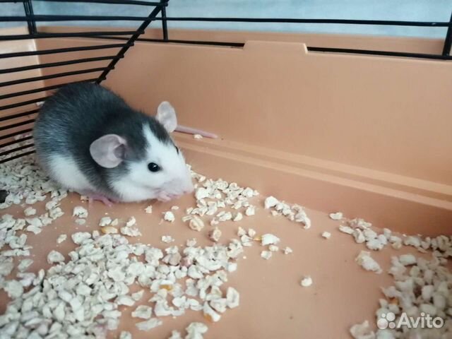 Крысенок (1мес) с клеткой