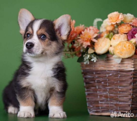 Вельг корги пемброк