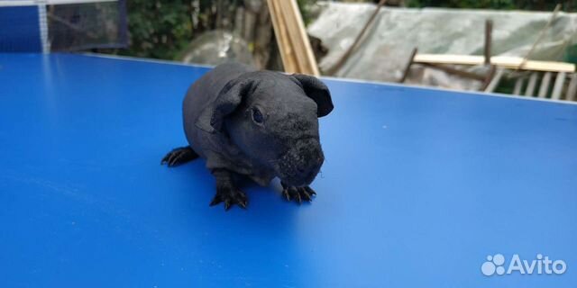 Морская свинка скинни (самец)