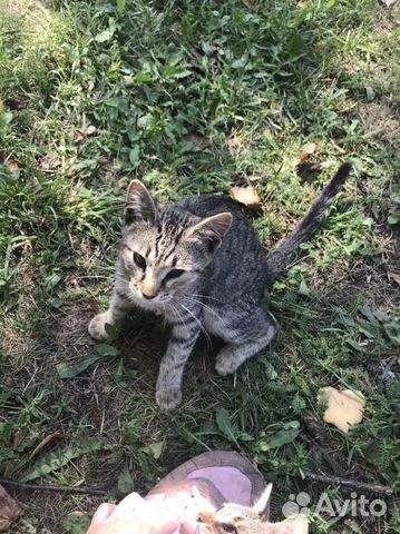 Котята в добрые руки бесплатно