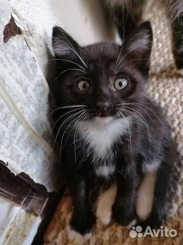 Возьми домой пушистого друга