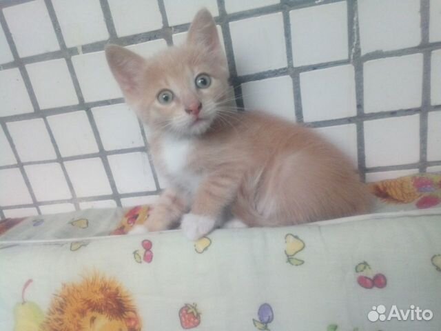 Котик в добрые руки