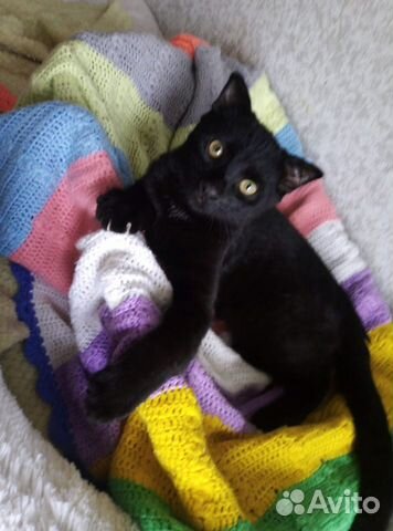 Котик в добрые руки