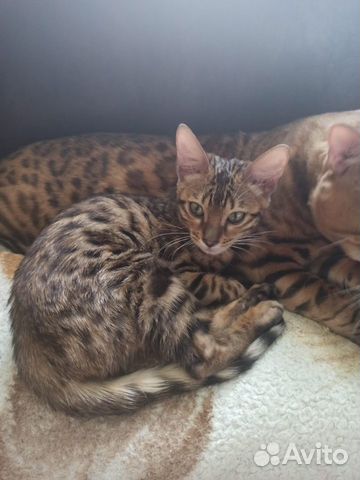 Бенгальская кошка