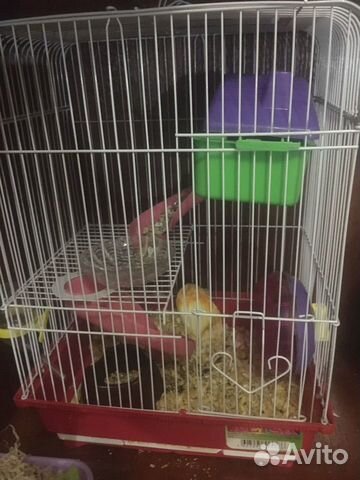 Хомяк с клеткой