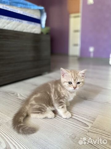 Кошки шотландцы