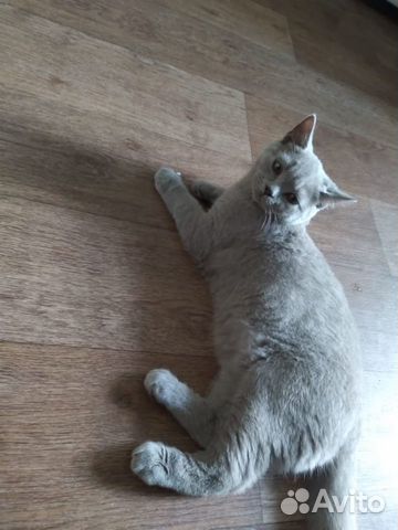 Британские котята