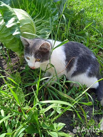 Котик