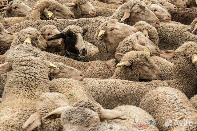 Овцы матки