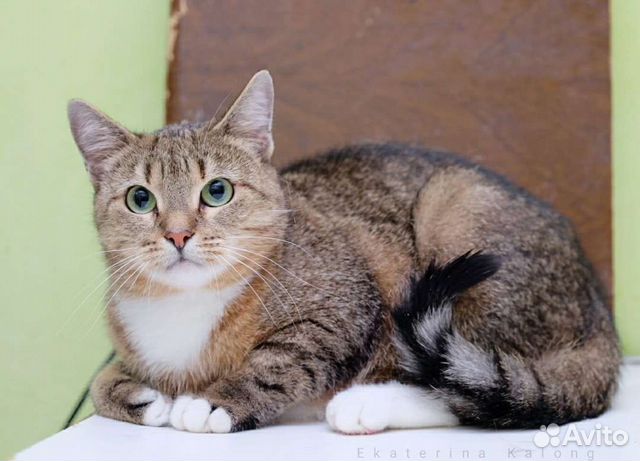 Кошки в добрые руки бесплатно