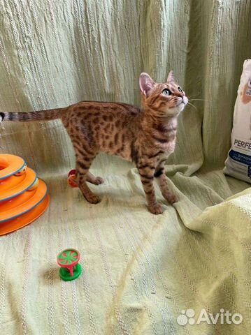 Кошка Нийя ищет дом