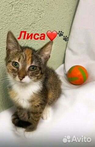 Котёнок Лиса
