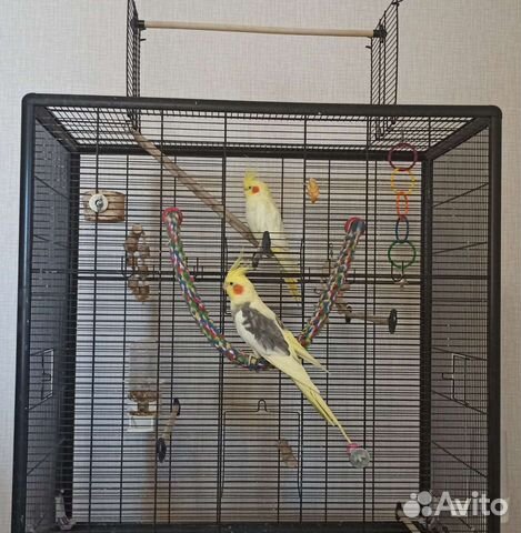 Попугаи корелла с клеткой