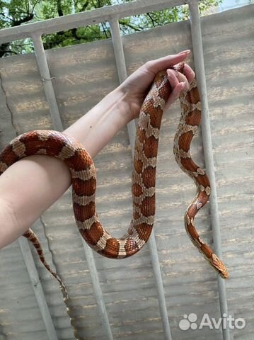 Змея Маисовый полоз с террариумом