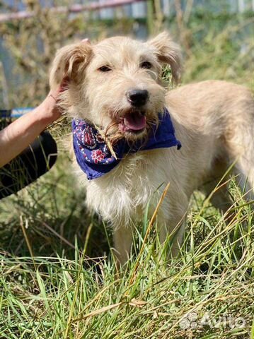 Терьер в дар из приюта