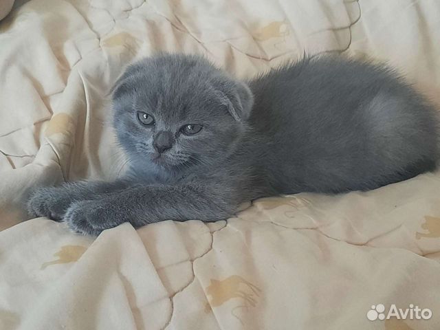 Шотландские вислоухие котята