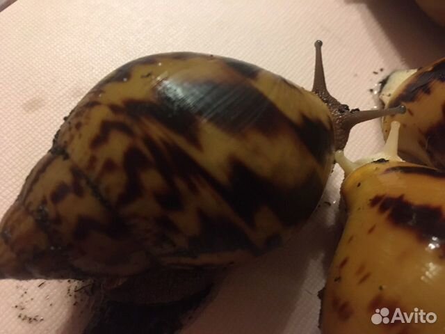 Ахатина тигр