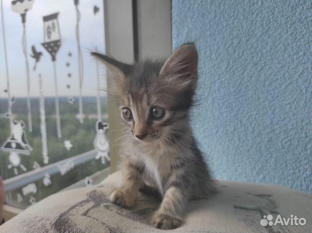 Кошечка трехцветка котенок