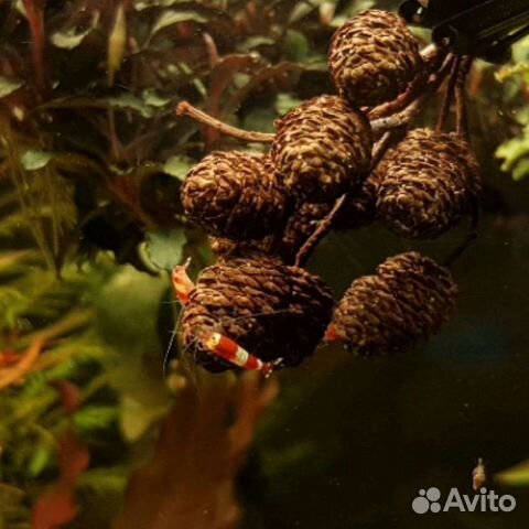 Шишки ольхи для аквариума