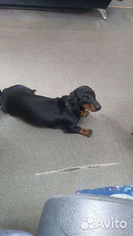 Такса девочка в хорошие руки