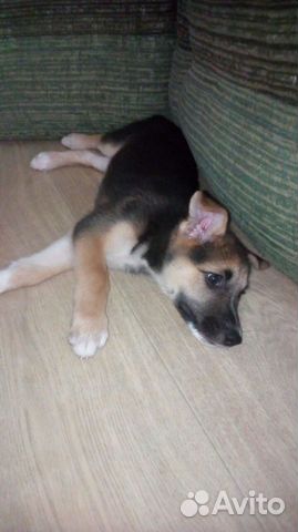 Симпатичный щенок в добрые руки