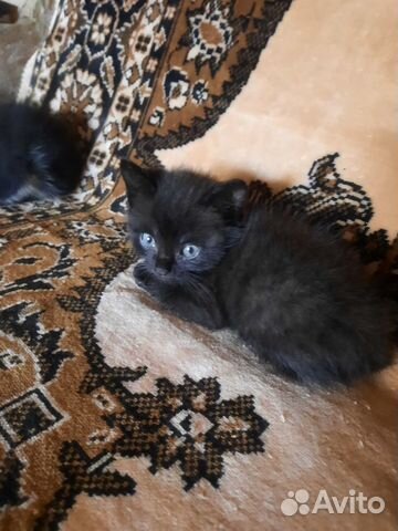 Вислоухие котята