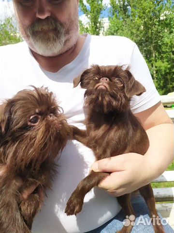 Бельгийский грифон