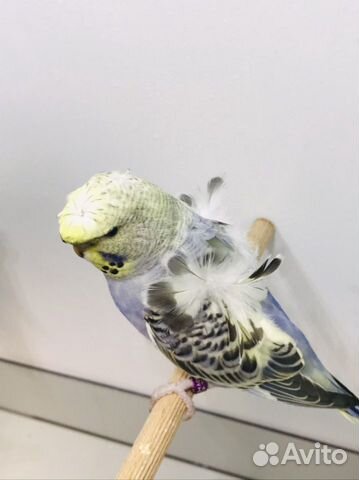 Попугаи Хагоромы