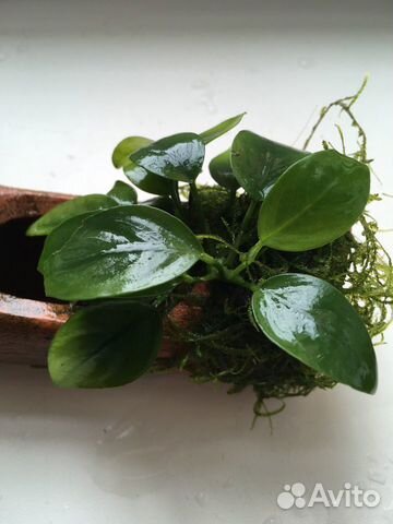 Анубиас,криптокарина,мох,камни-лава