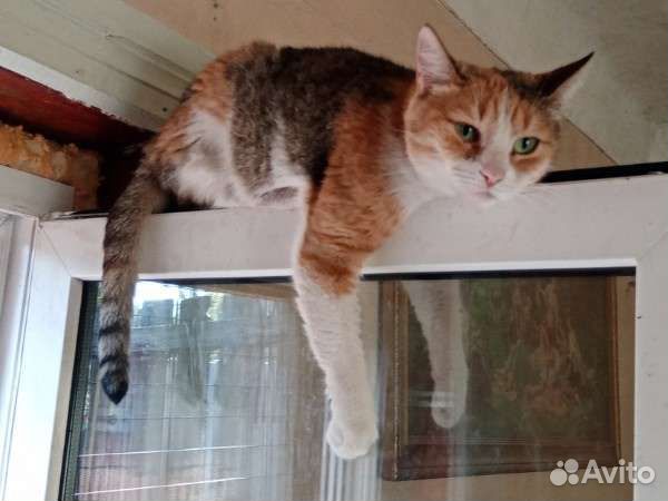 Кошка марика в добрые руки