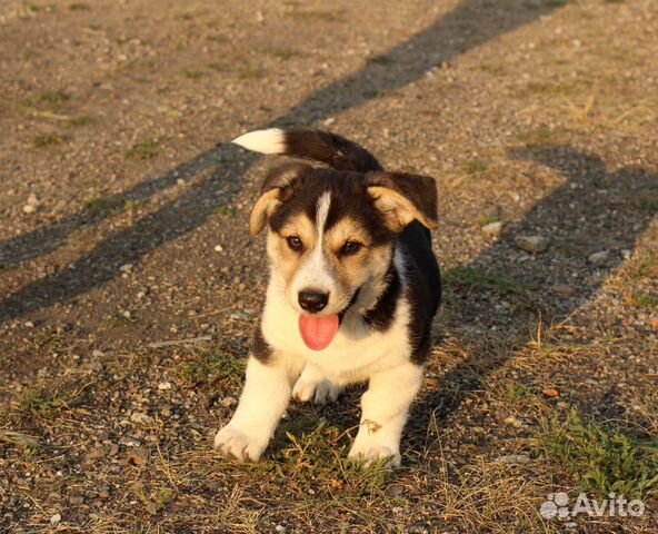 Щенок коротколапик Мажор от небольшой мамы, в дар