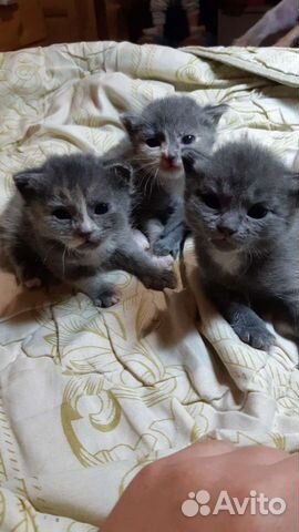 Детки сфинкса