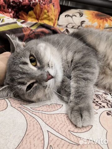 Отдам в добрые руки